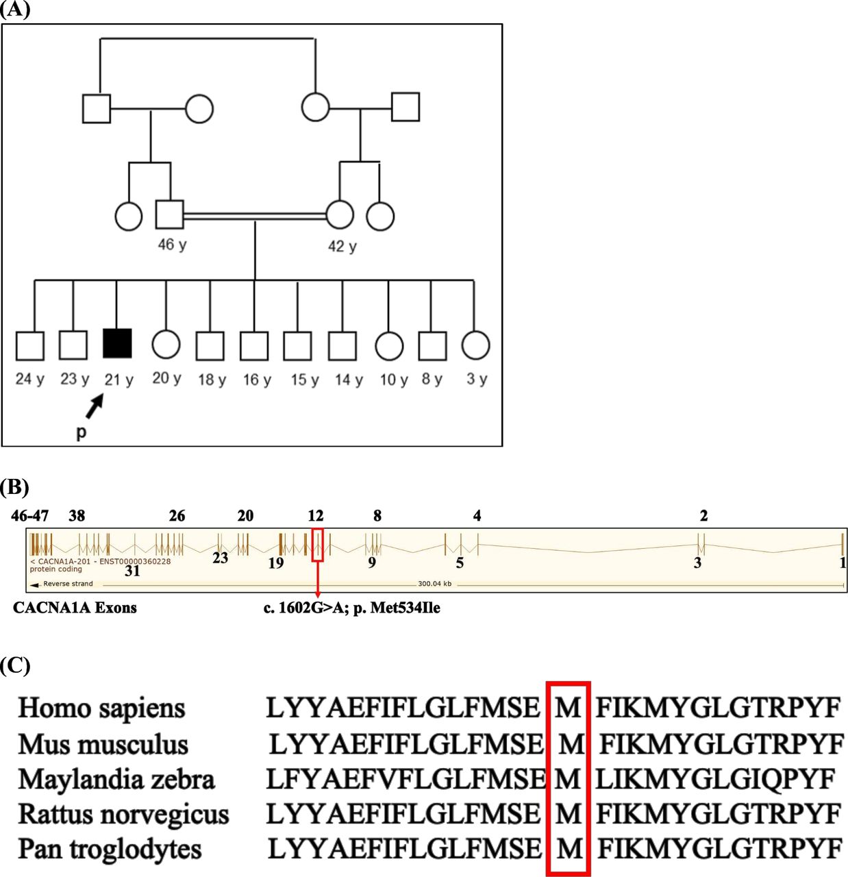 Novel de novo heterozygous CACNA1A gene variant in generalised dystonia ...